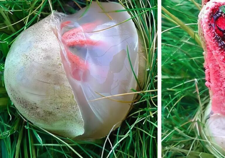 In the yard, I found a slimy, reddish creature that gave off a terrible ...