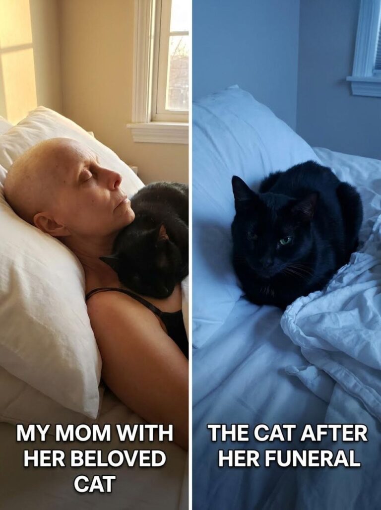 After My Mother Passed Away, Her Cat Disappeared — and Christmas Eve ...
